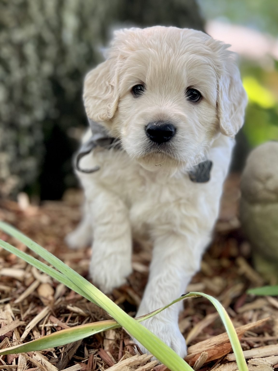 Puppy Playtime Action From The Creme De La Creme Litter Of Miniature ...