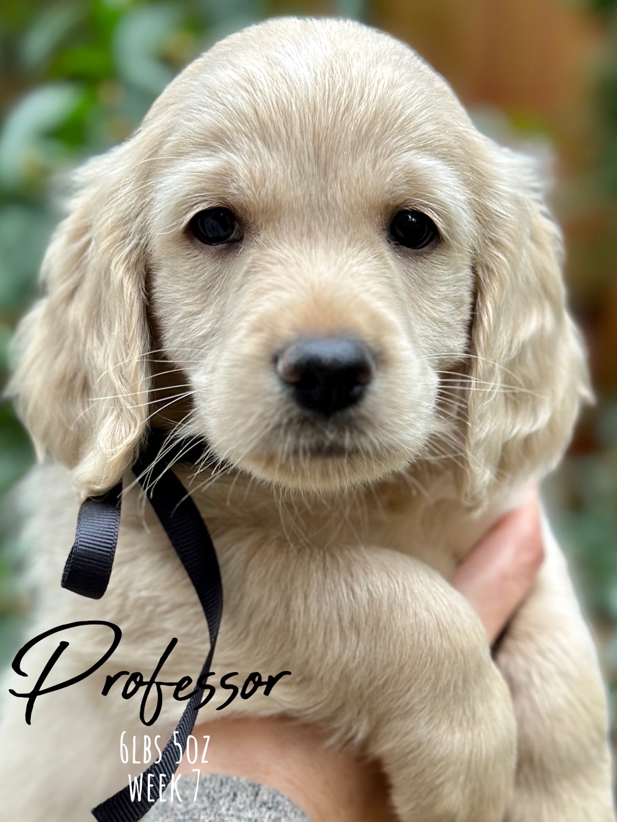 Miniature Golden Retriever Puppies Frolic And Play To Get Their Wiggles ...