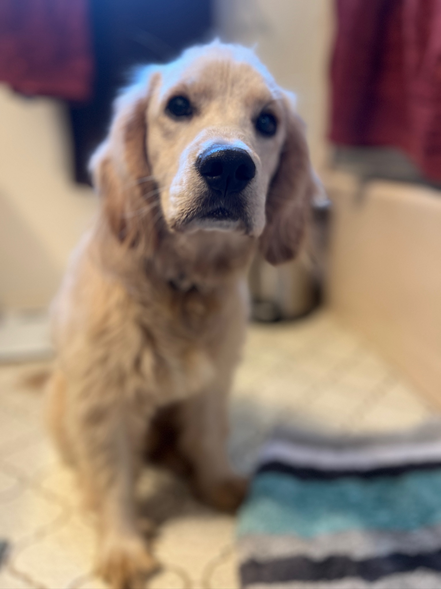 Sunny's Recovery Journey and New Beginnings | Robyn's Nest Mini Goldens