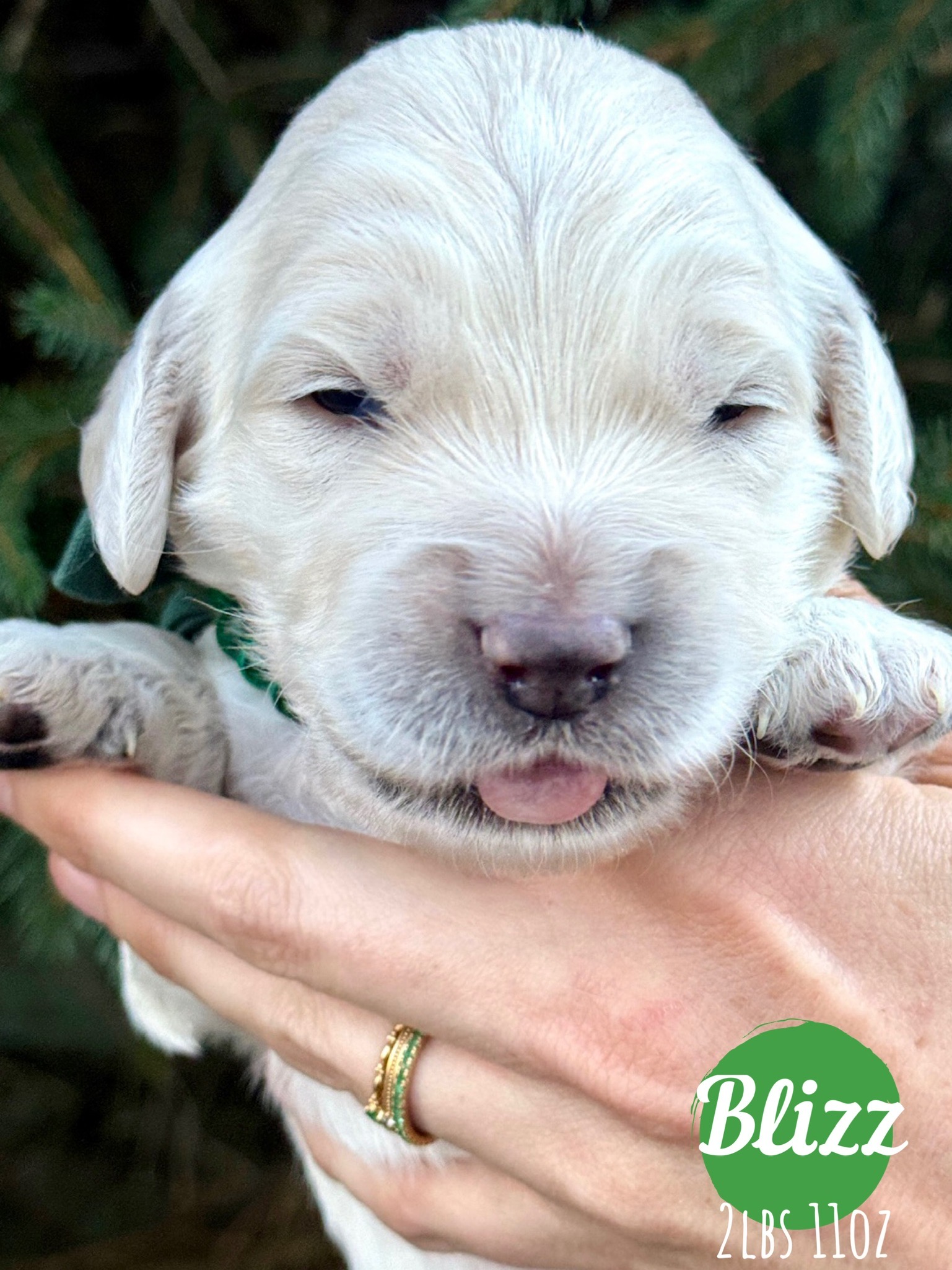 Just Pure Miniature Golden Retriever Puppies Hanging Out During Their ...