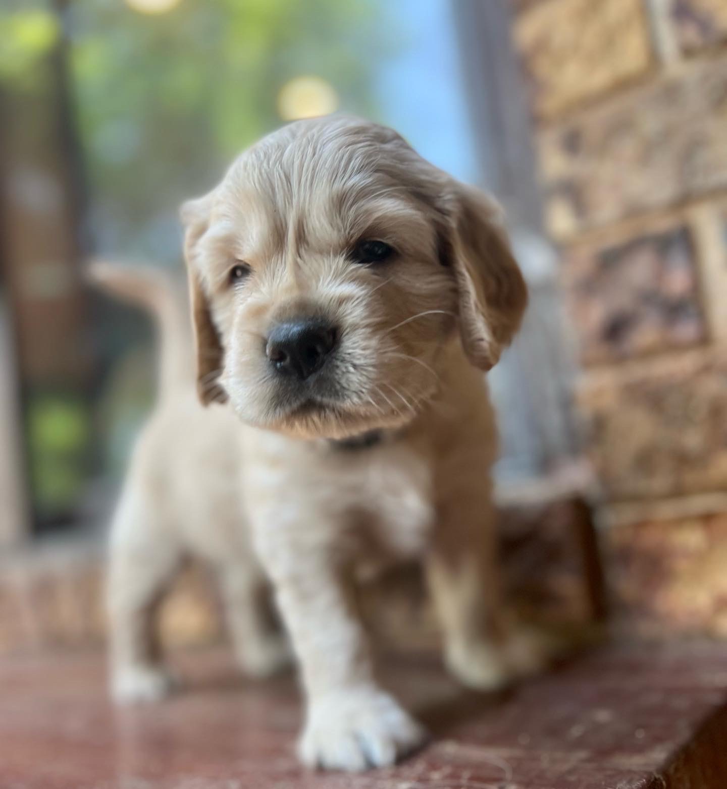 Introducing a new puppy to their new home is an exciting and important ...