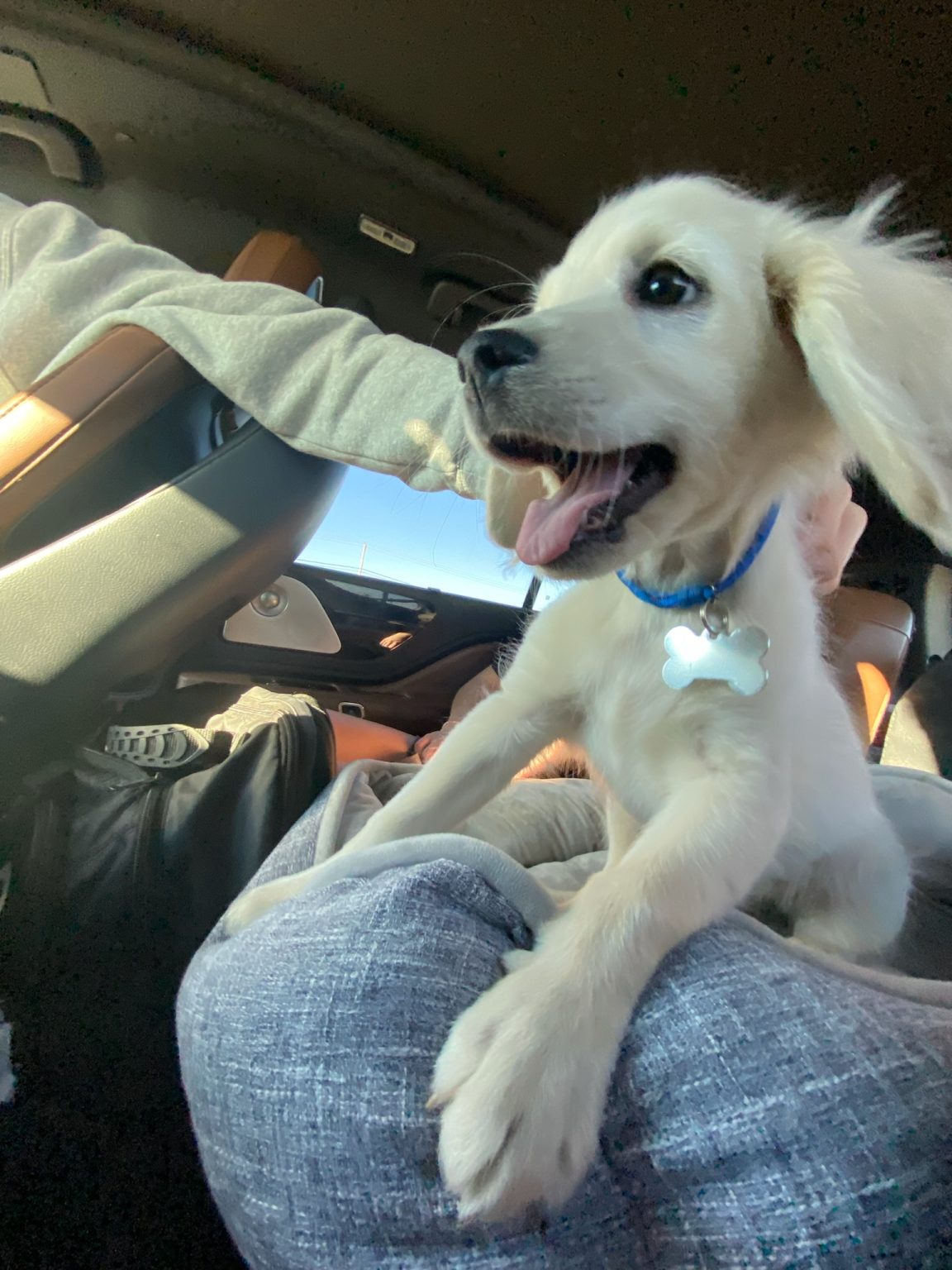 Navigating Puppy Behaviors: A Guide to a Happier Home with Robyn’s Nest ...