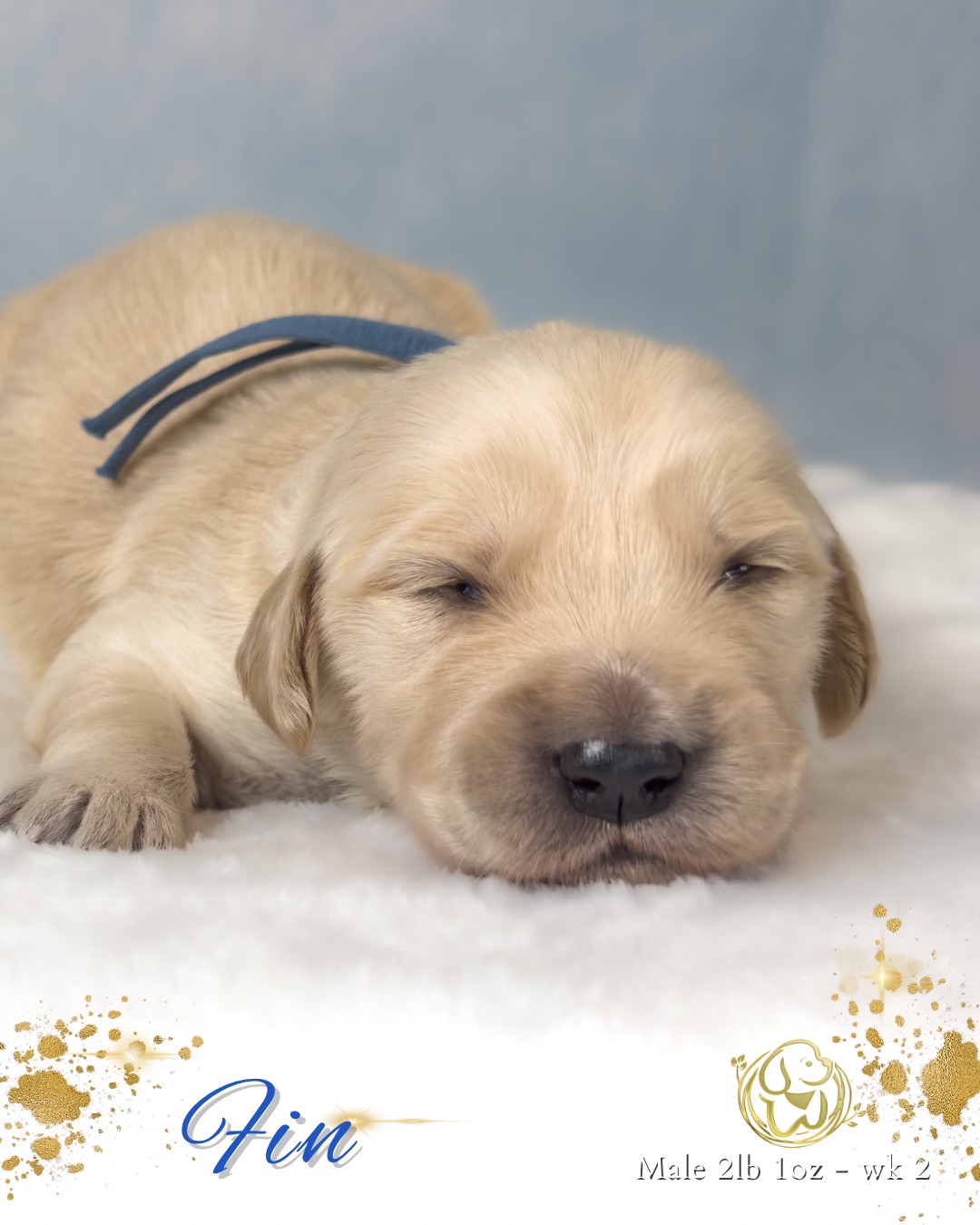 Laurel and Bentley’s Lucky Litter – Robyn's Nest Mini Goldens