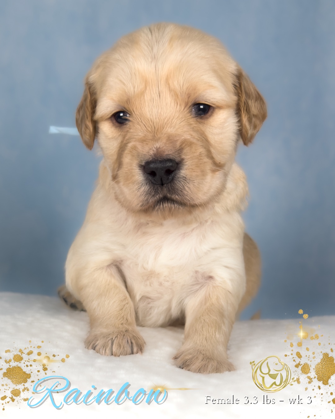Title: Gentle Guidance for Mini Goldens: Dealing with Aggressive ...
