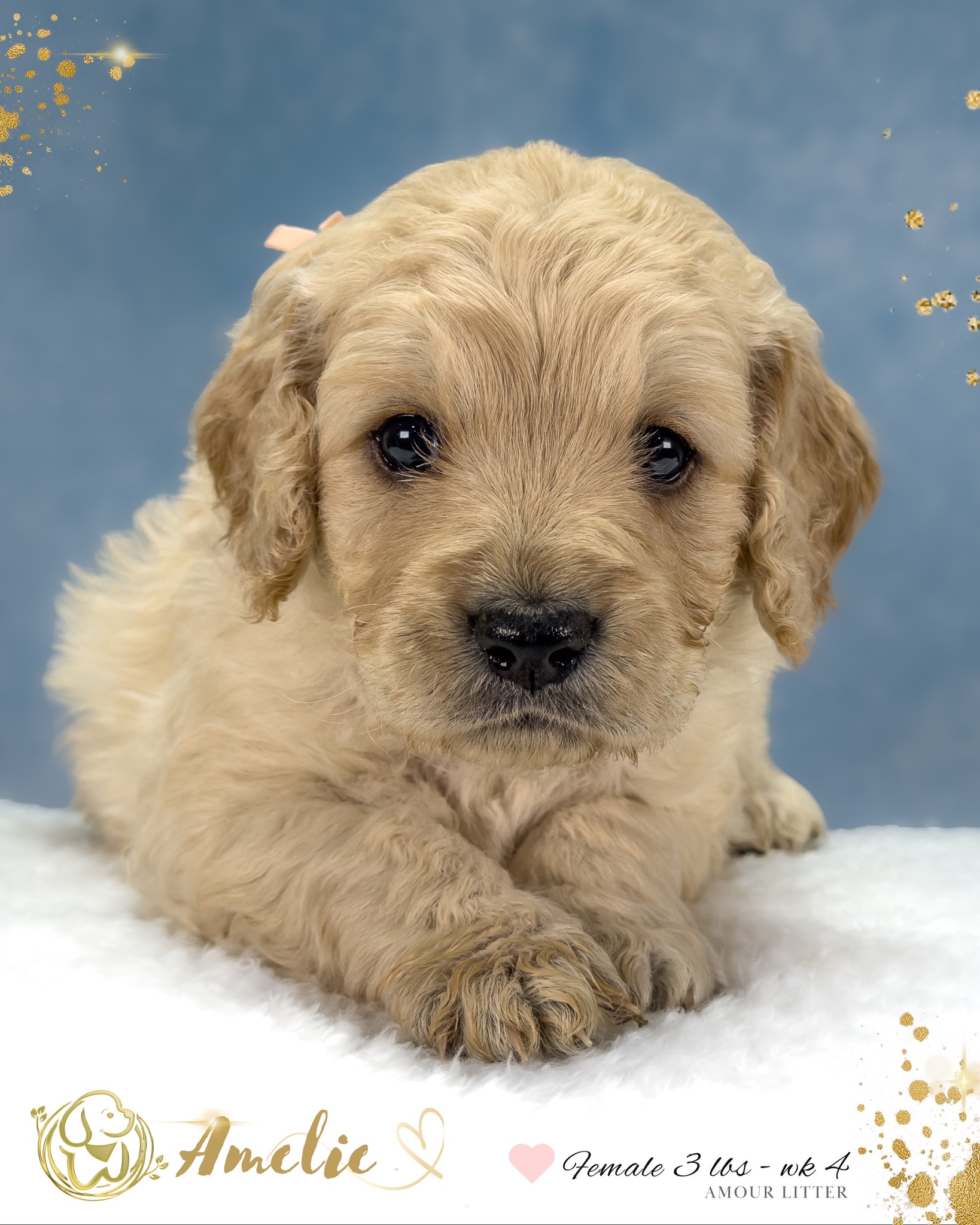 Meet the Amour Litter: A Heartwarming Journey with Robyn’s Nest Mini ...