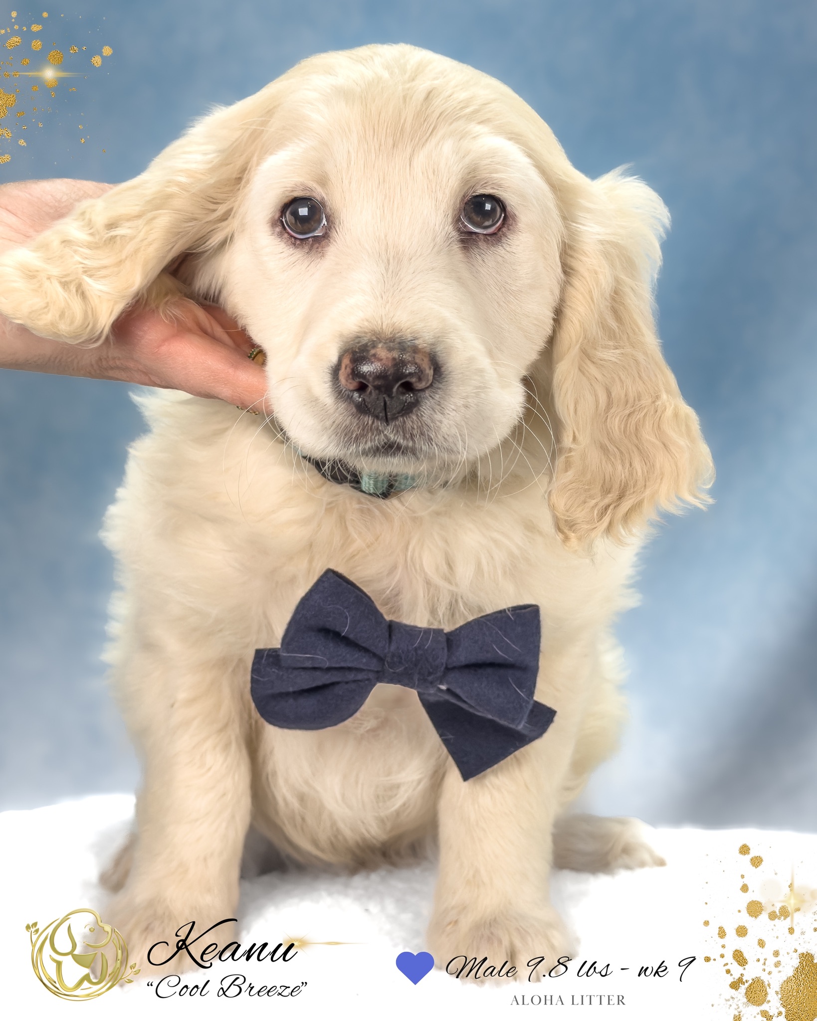 Robyn's Nest Mini Goldens – Beautiful and Ethically Bred Miniature ...