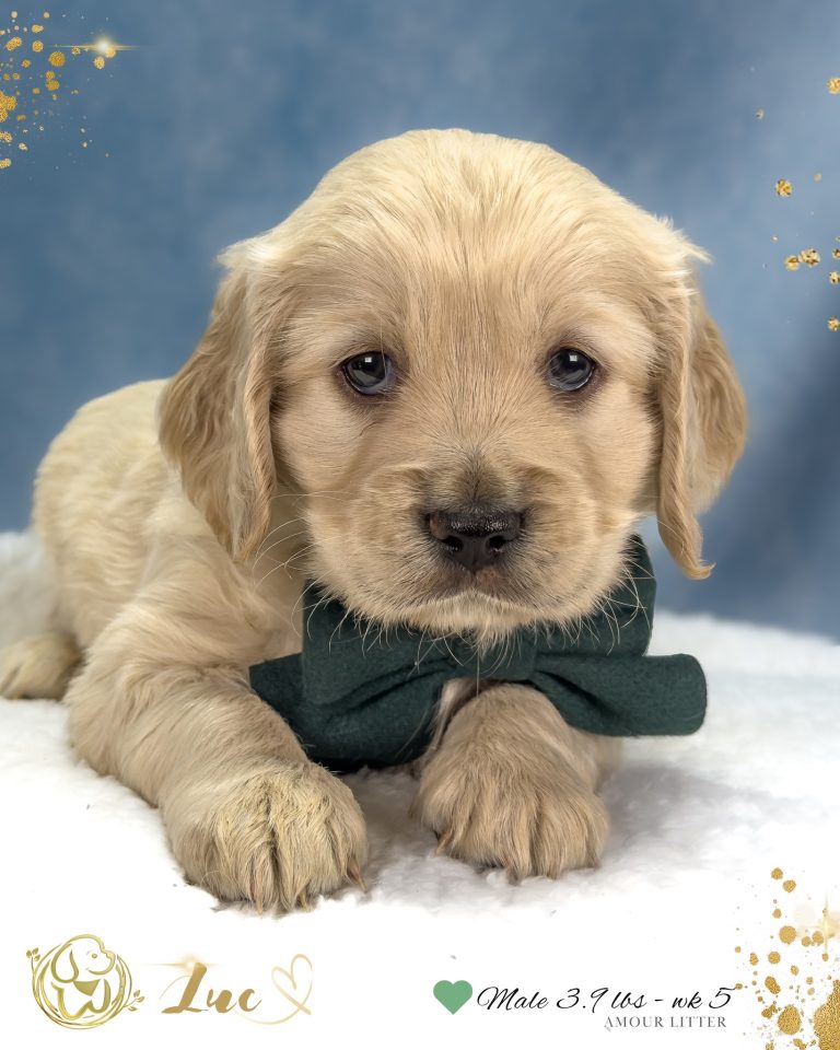 Robyn's Nest Mini Goldens – Beautiful and Ethically Bred Miniature ...