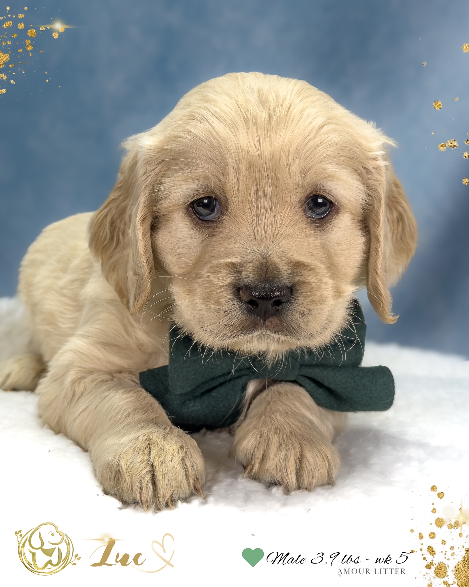 Robyn's Nest Mini Goldens – Beautiful and Ethically Bred Miniature ...