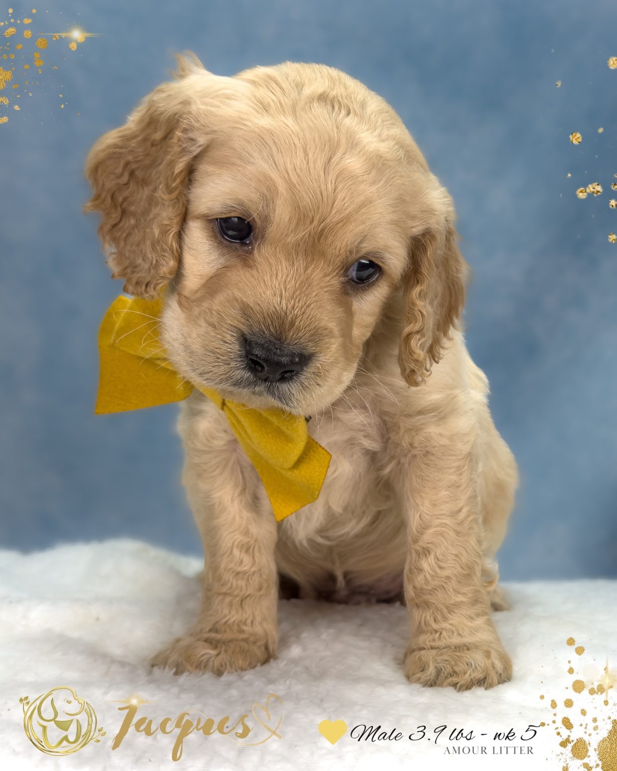 Robyn's Nest Mini Goldens – Beautiful and Ethically Bred Miniature ...