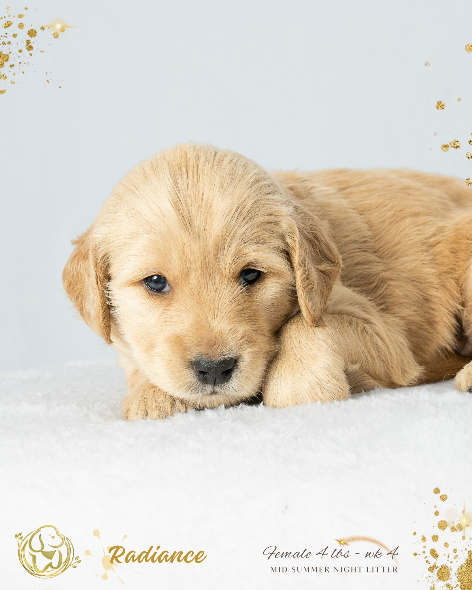 Miniature Golden Retriever Puppies – Robyn's Nest Mini Goldens