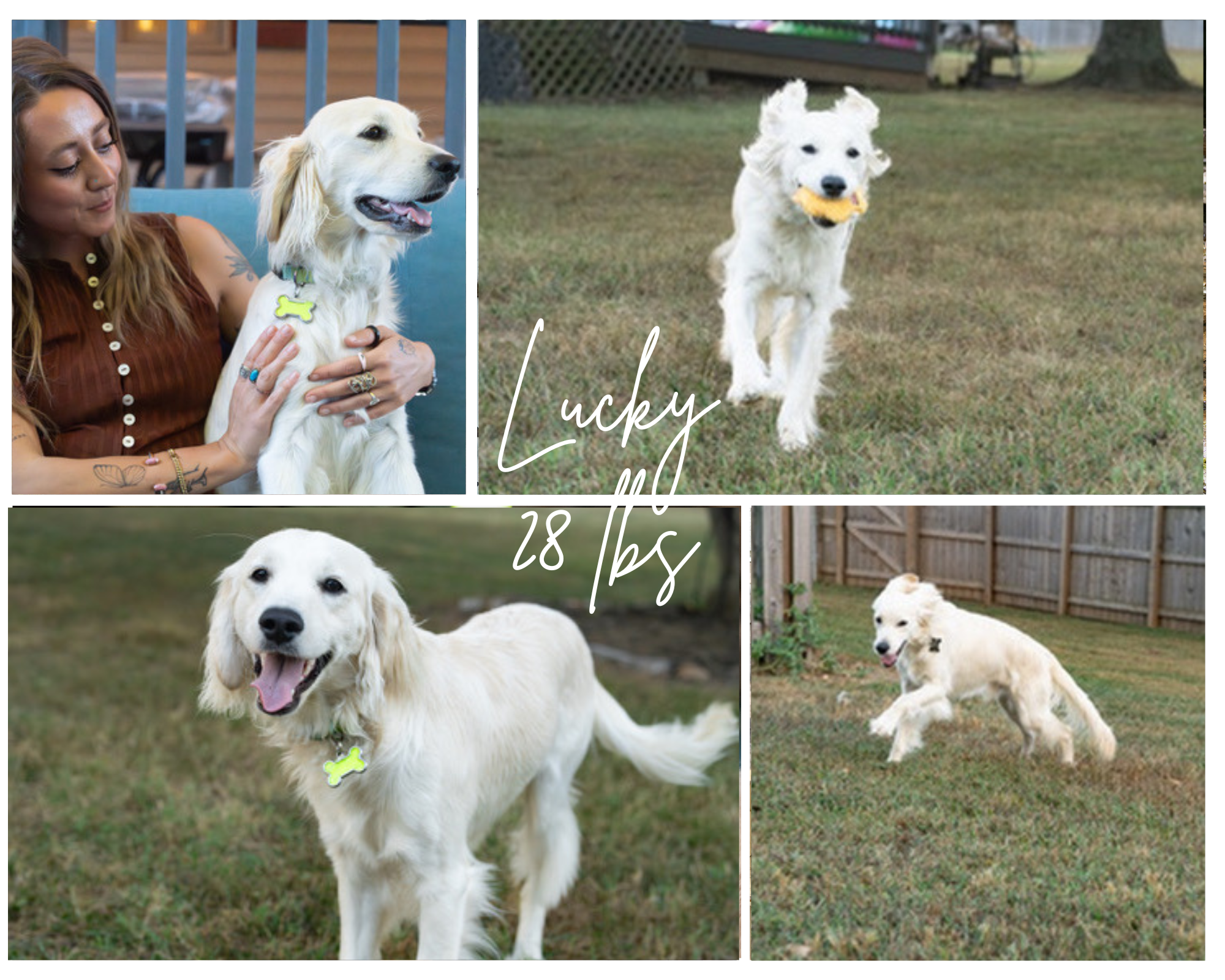 Upcoming Litters – Robyn's Nest Mini Goldens